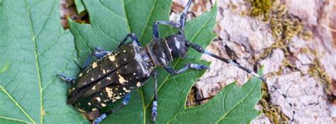 Savills 5 Forestry Pests And Diseases That Are Not Common In The Uk Yet