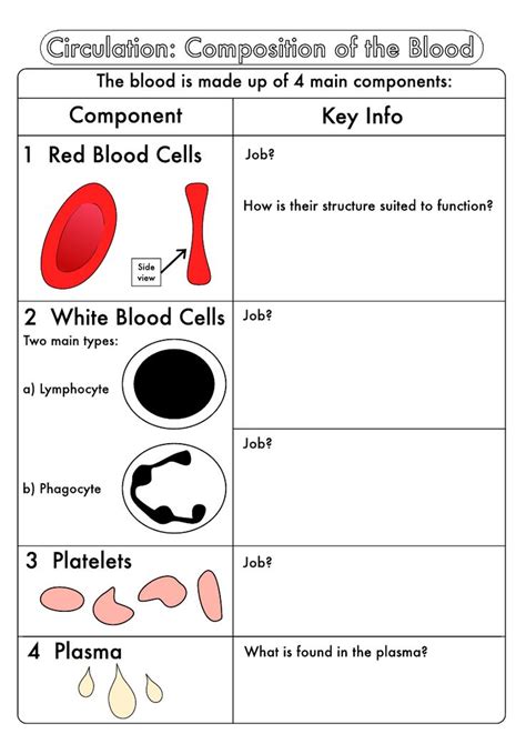 Biology Gcse Revision Heart And Circulation Worksheet Pack Updated