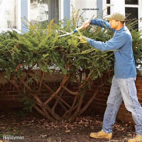Yew Shrub Pruning