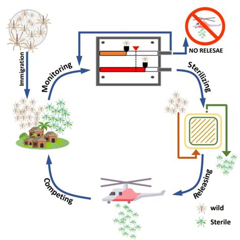 Qualitative Analysis Of A Filippov Wild Sterile Mosquito Population Model With Immigration