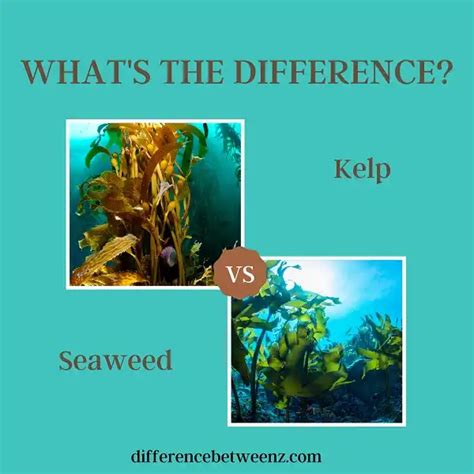 Difference Between Kelp And Seaweed Difference Betweenz