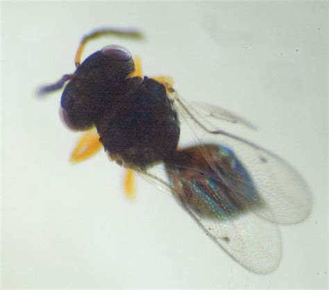 Parasitoid Wasp Bugguide Net