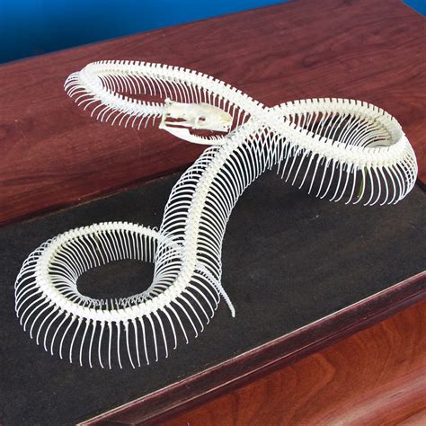 Reconstruction De Squelette De Serpent Python Royal
