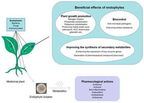 Cultivable Endophyte Resources In Medicinal Plants And Effects On Hosts