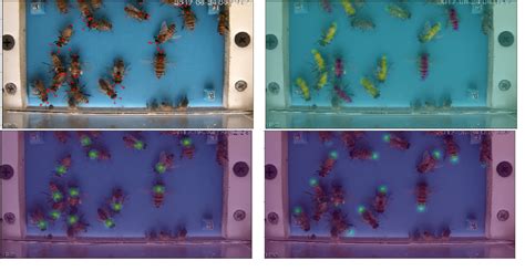 Figure 2 From Honeybee Detection And Pose Estimation Using Convolutional Neural Networks