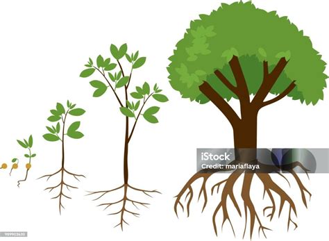 식물 씨앗에서 나무의 성장의 순차적 단계 식물 성장 단계 0명에 대한 스톡 벡터 아트 및 기타 이미지 0명 개발 꽃 식물 Istock