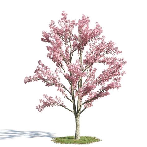 Archmodels Vol 154 Plants Trees C4d Photoshop Textur Architektur