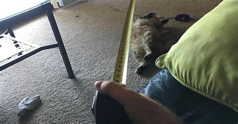 Scout Wanted To Play But I Was Too Lazy Tape Measure Solved The Problem Album On Imgur