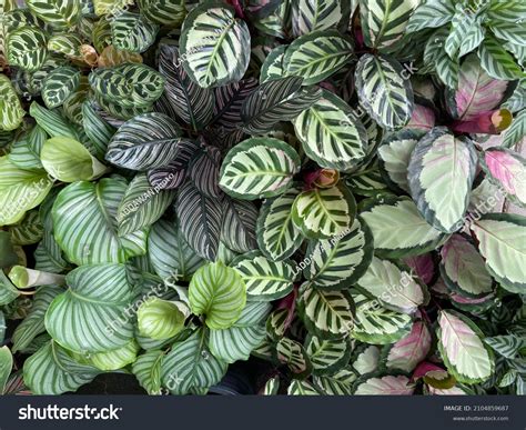 22 Calathea Calathea Spp Royalty Free Photos And Stock Images