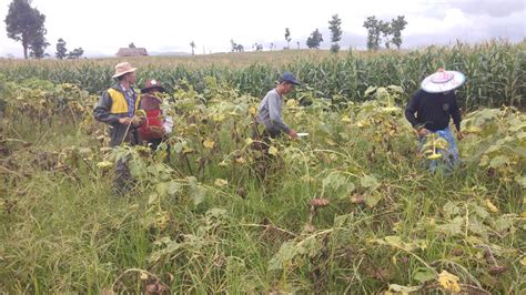 ဝေါလေမြိုင်မြို့၌ ဆင်းရွှေကြာ ၂ နေကြာမျိုး စမ်းသပ်စိုက်ခင်းရိတ်သိမ်းခြင်းဆောင်ရွက် Information