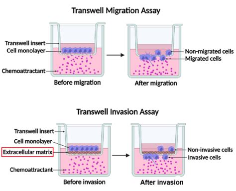 Transwell迁移实验 上海葵赛生物科技有限公司shanghai Quicell Biotechnology Co Ltd