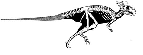 Diagram Of Pachycephalosaurus Wyomingensis Feats Quizlet