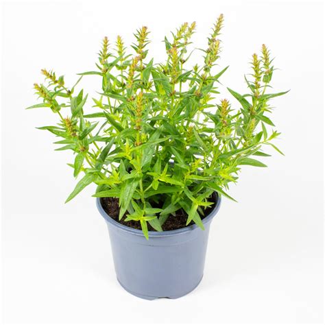 Lythrum Salicaria — Plant Wholesale Floraccess