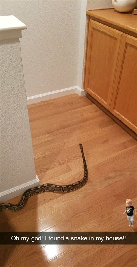 the horror r ballpython