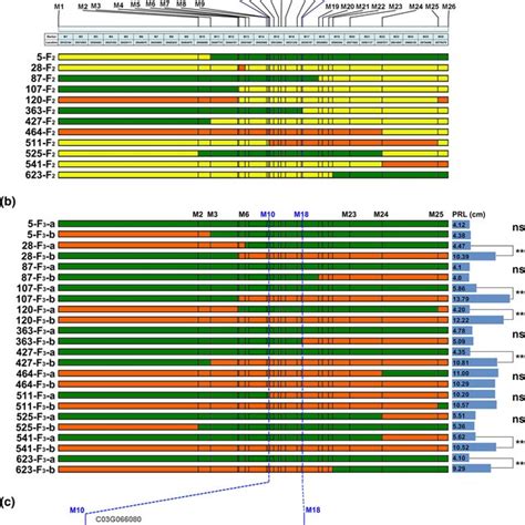 Fine Mapping Of The Candidate Genes A Twelve F2 Recombinants With Download Scientific Diagram