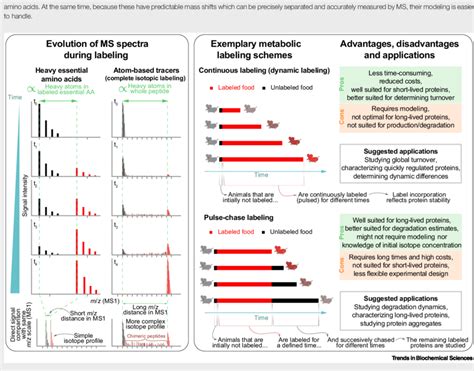 Theoretical Peptide Mass Spectra From A Metabolic Labeling Experiment Download Scientific