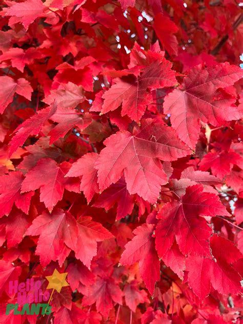 Acer Autumn Redoctober Glory Maple 3 Pot Hello Hello Plants