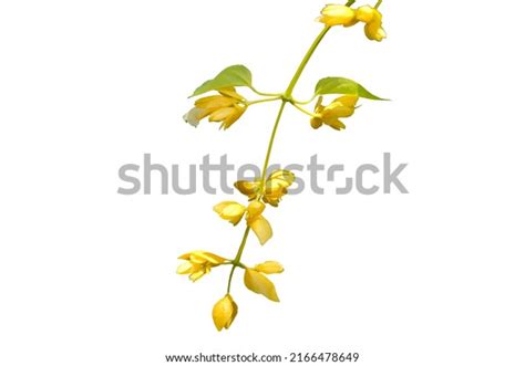 2 487 Yellow Drooping Flowers Images Stock Photos Vectors Shutterstock