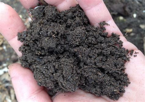 Life Of An Urban Tree Part Soil The Root Of Tree Health Baum Tree Care