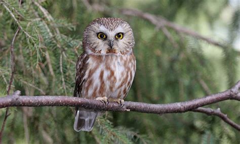 Northern Saw Whet Owl Habitat Northern Saw Whet Owl Aegolius Acadicus