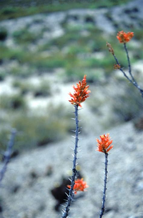 Ocotillo
