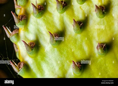 Prickly Pear Glochids Or Spines Which Protect The Opuntia Paddle