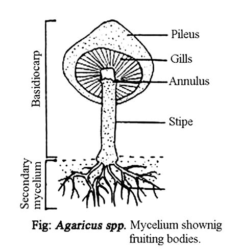 Agaricus Classification Vegetative Structure Reproduction Economic