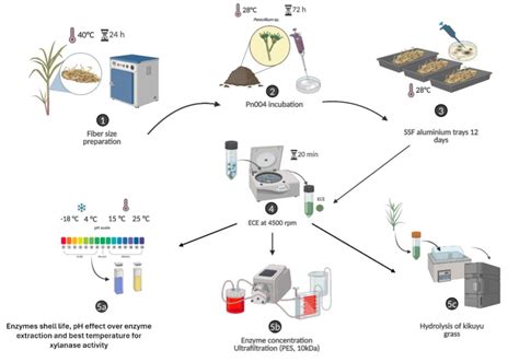 Schematic Representation Of The Xylanase Production Process And Its