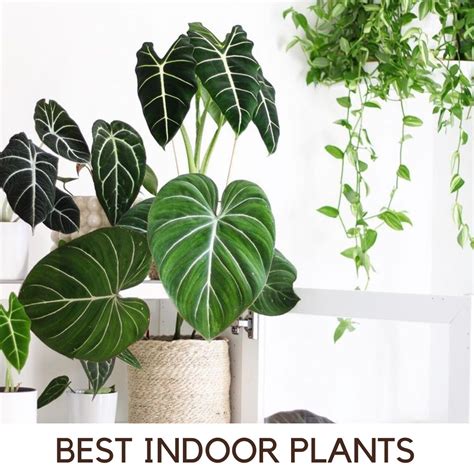 The Best Plants For Indoor Gardening Tips For Choosing The Right