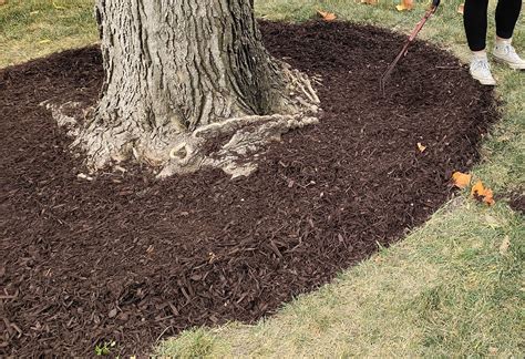 Mulch Rings Around Trees In Turfgrass K State Turf And Landscape Blog