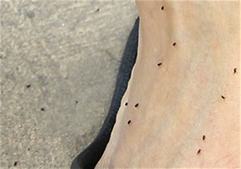 Get Rid Of Fleas In Your House 3 Easy Steps