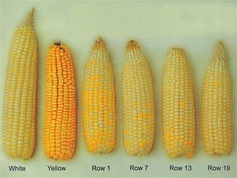 Maize Corn Difference