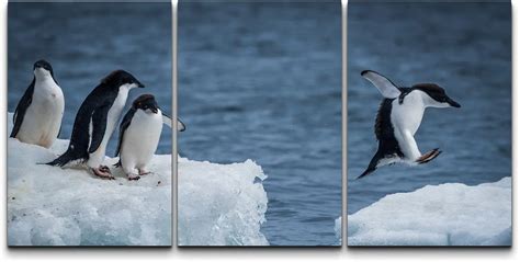 دیوار 26 چاپ بوم مجموعه هنر دیواری پنگوئن های قطبی در حال پریدن روی شناورهای یخ طبیعت بیابان