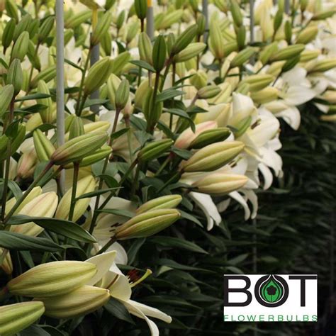 Litouwen Bot Flowerbulbs