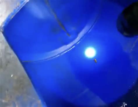 非法入境｜ 番禺海關從來往港澳小型船截獲200多隻蟑螂 星島日報