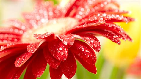 🔥 Free Download Screensavers Flowers Screensaver Desktop Wallpaper Hd