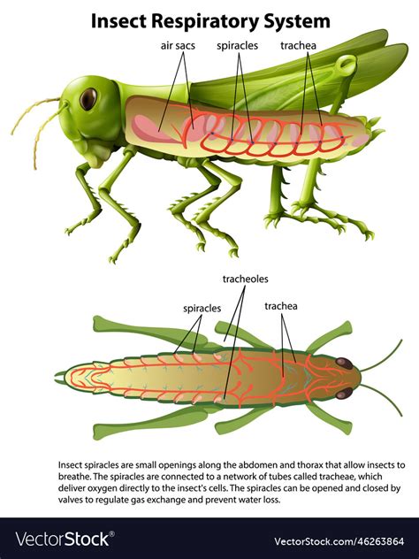 Grasshopper Diagram