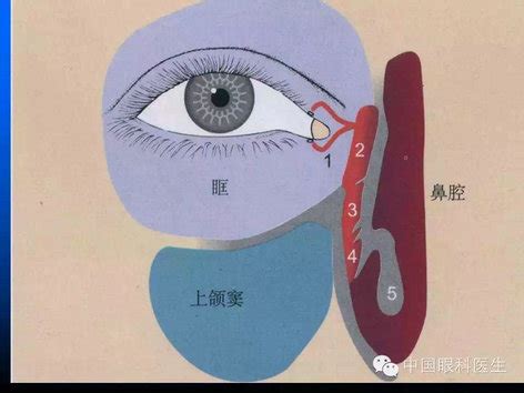 眼科基础讲义医用版ppt 中国眼科网