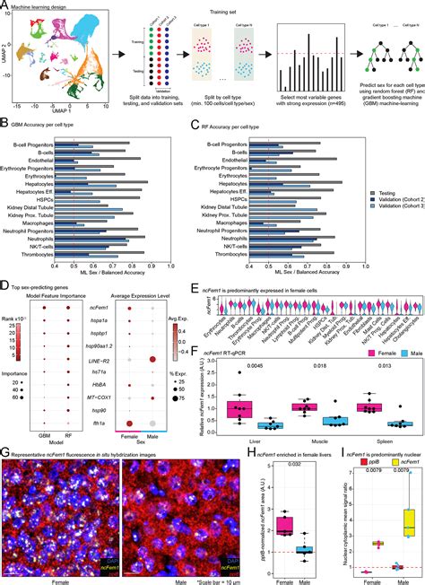 Widespread Sex Dimorphism Across Single Cell Transcriptomes Of Adult