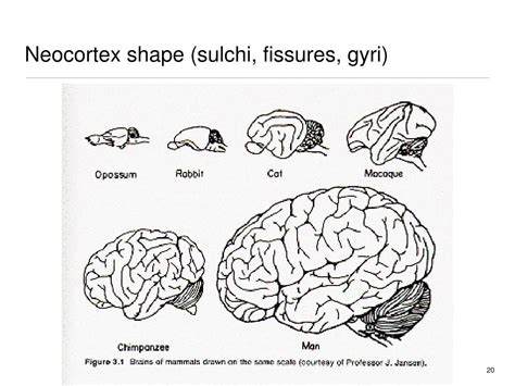 Ppt How Diet Affects The Brain Evolution And Development Powerpoint Presentation Id 187276