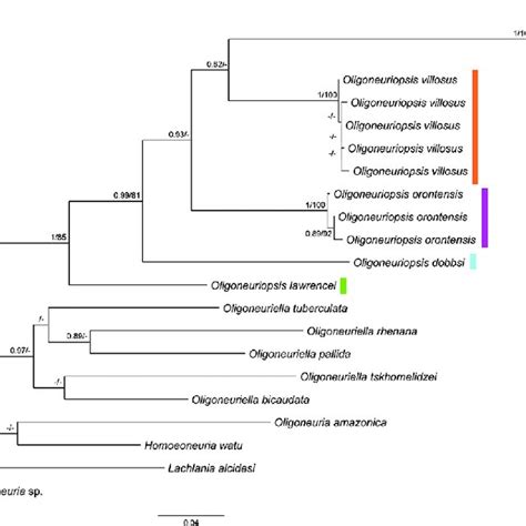 A Phylogenetic Reconstruction Based On Maximum Likelihood And Bayesian Download Scientific
