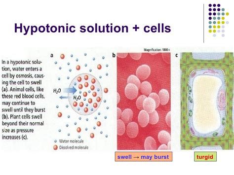 Chapter 3 Movement Of Substances Lesson 2 Effects Of Isotonic Hypo