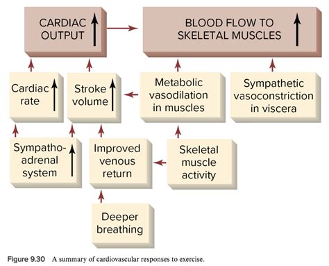 Solved Explain This Diagram Using The Fick Equation Chegg Com