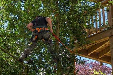 The Essential Guide To Tree Pruning For Solar Efficiency Tool Hire