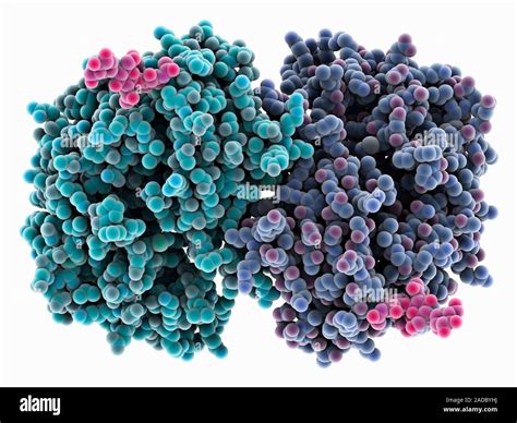 Human Prorenin Molecule Computer Model Showing The Structure Of Human Prorenin Cyan Blue