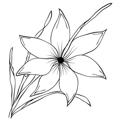 Free Vector Line Art And Hand Drawing Flower Art Black And White Flat
