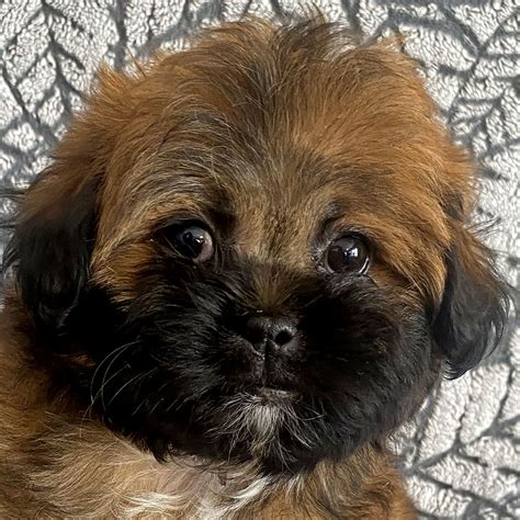 Peekapoo Puppy For Sale Heavenly Puppies