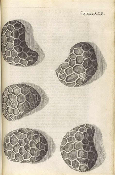 Micrographia Illustration By Robert Hooke