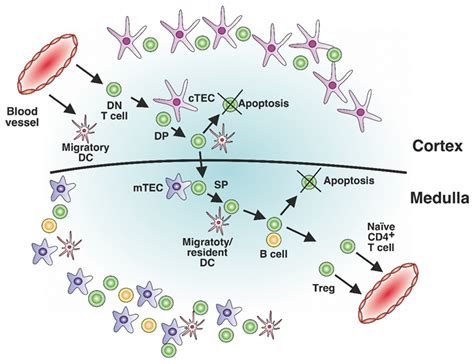 Cells Free Full Text Mhc Class Ii Presentation In Autoimmunity