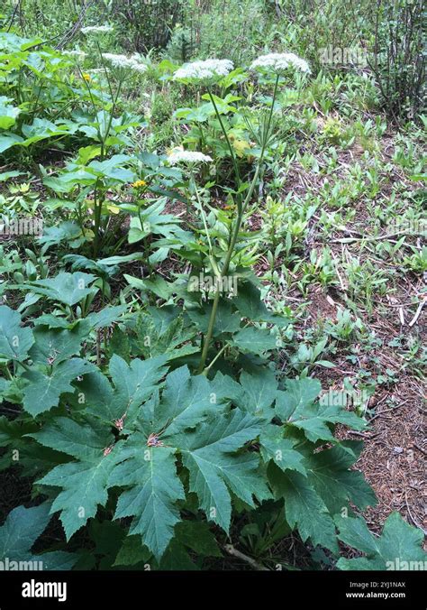 Common Cowparsnip Heracleum Maximum Stock Photo Alamy